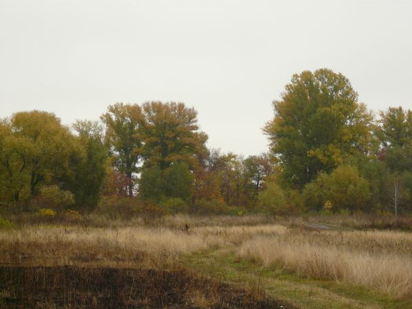 forest side view texture 0007 - Texturelib